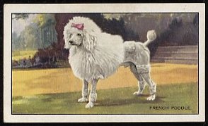 Roxy Poodle - breeder standard poodle puppies - Montreal