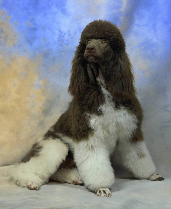 Roxy Poodle - Standard Poodle puppies Breeder - Montreal